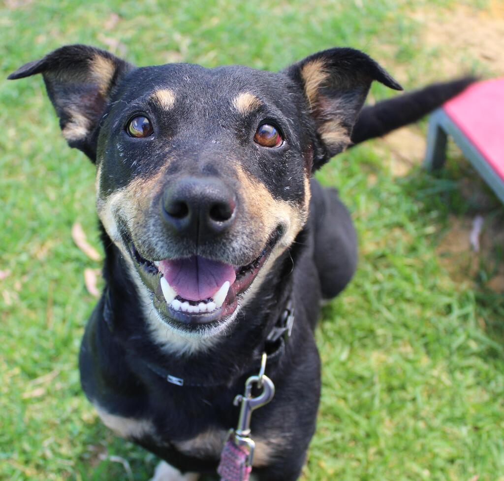Truedy - Small Female Kelpie x Corgi, Cardigan Welsh Mix Dog in WA ...
