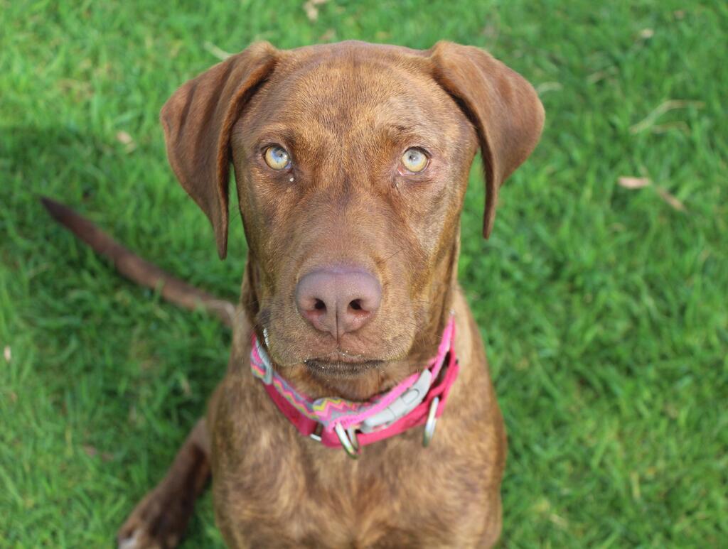 Tundra - Large Female Mastiff x Rhodesian Ridgeback Mix Dog in WA ...