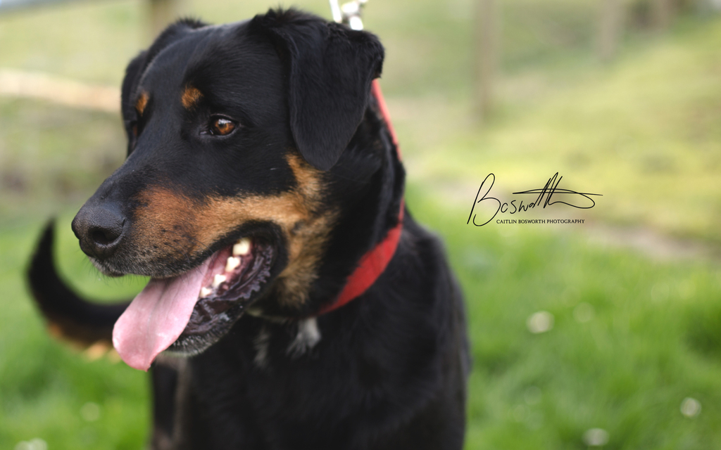 Bailey - Medium Female Border Collie x Rottweiler Mix Dog in TAS ...