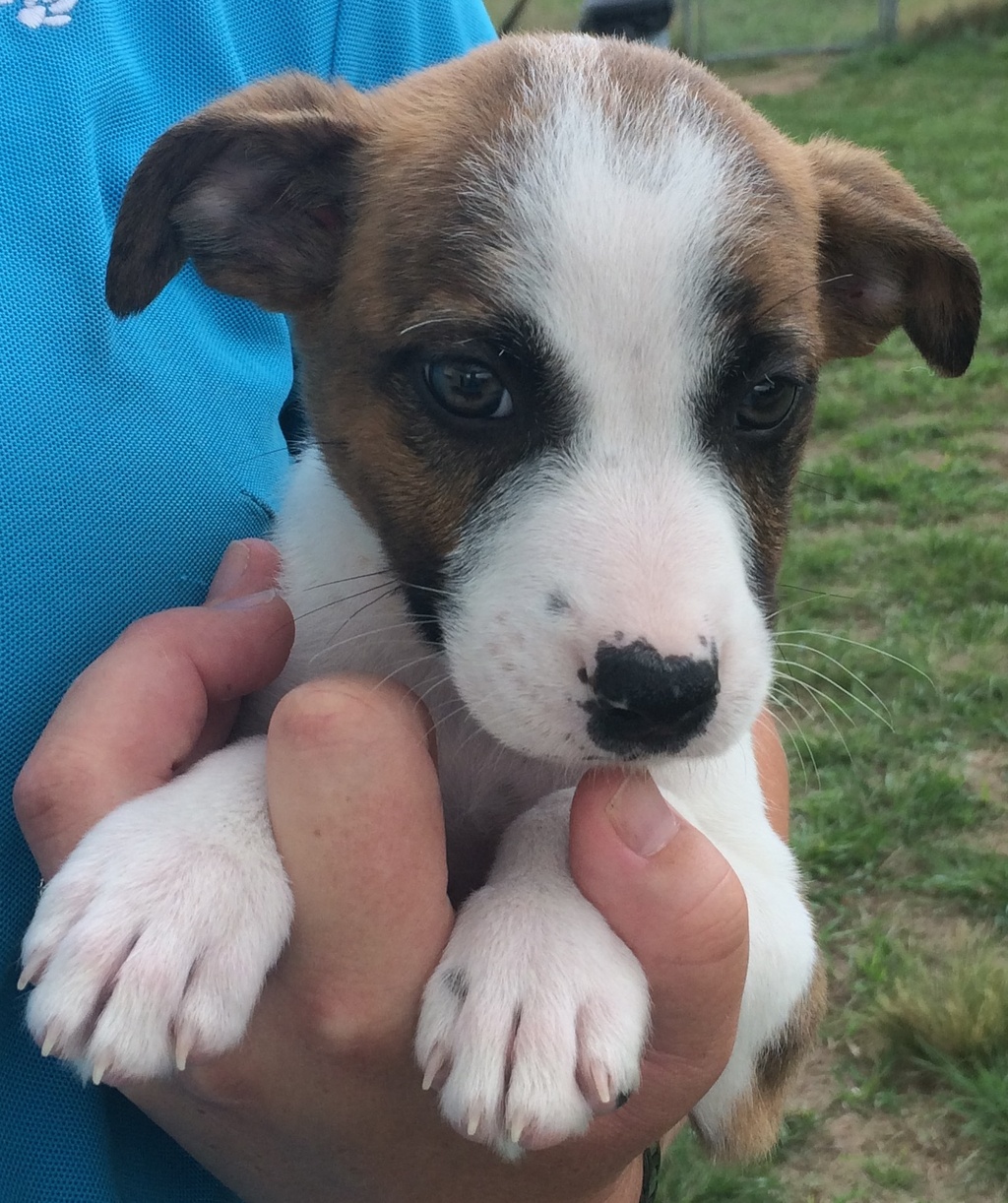 Pixel Young - Medium Male American Staffordshire Terrier x Chihuahua ...