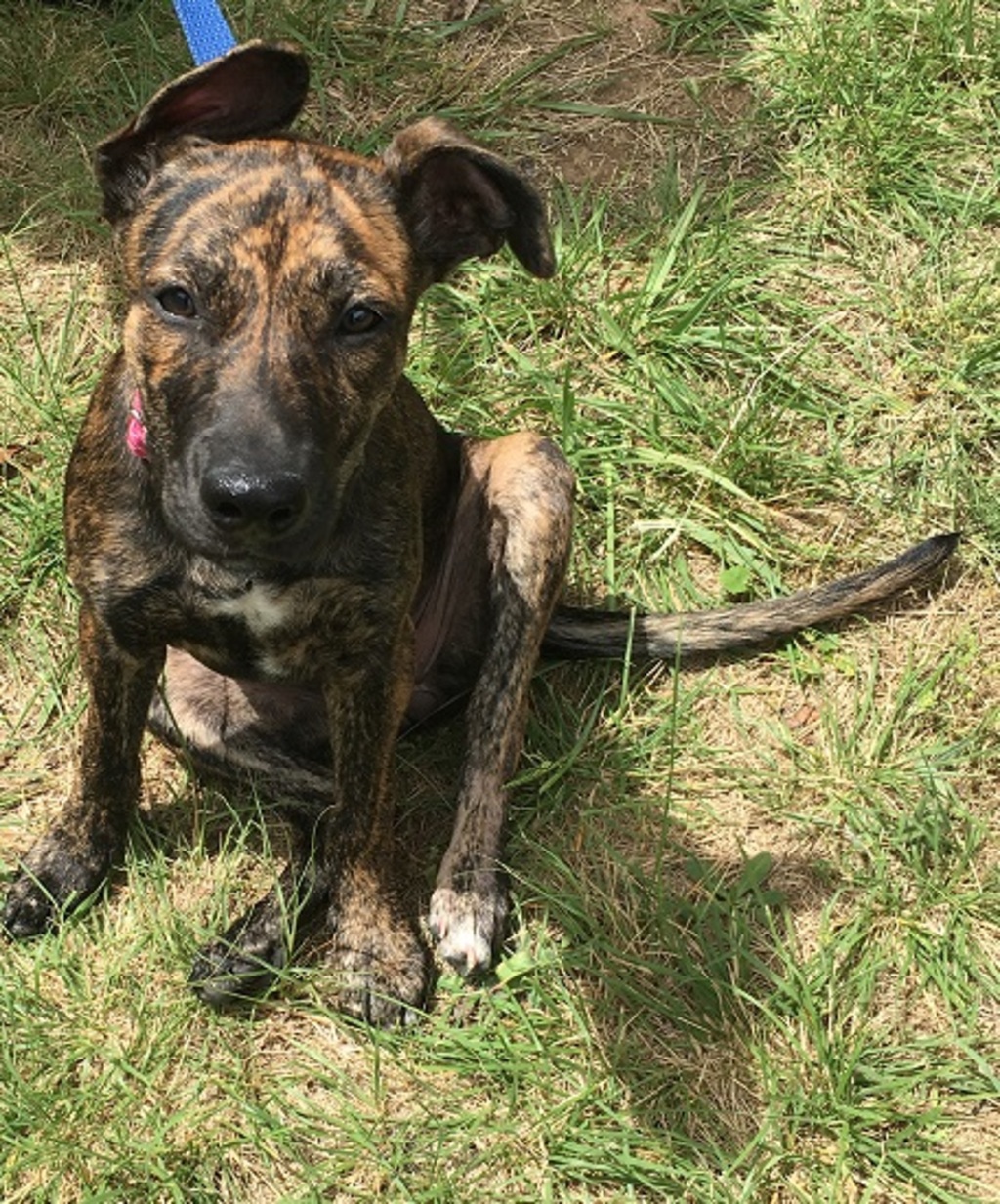 Jessie - Large Female Staffordshire Bull Terrier x Wolfhound Mix Dog in ...