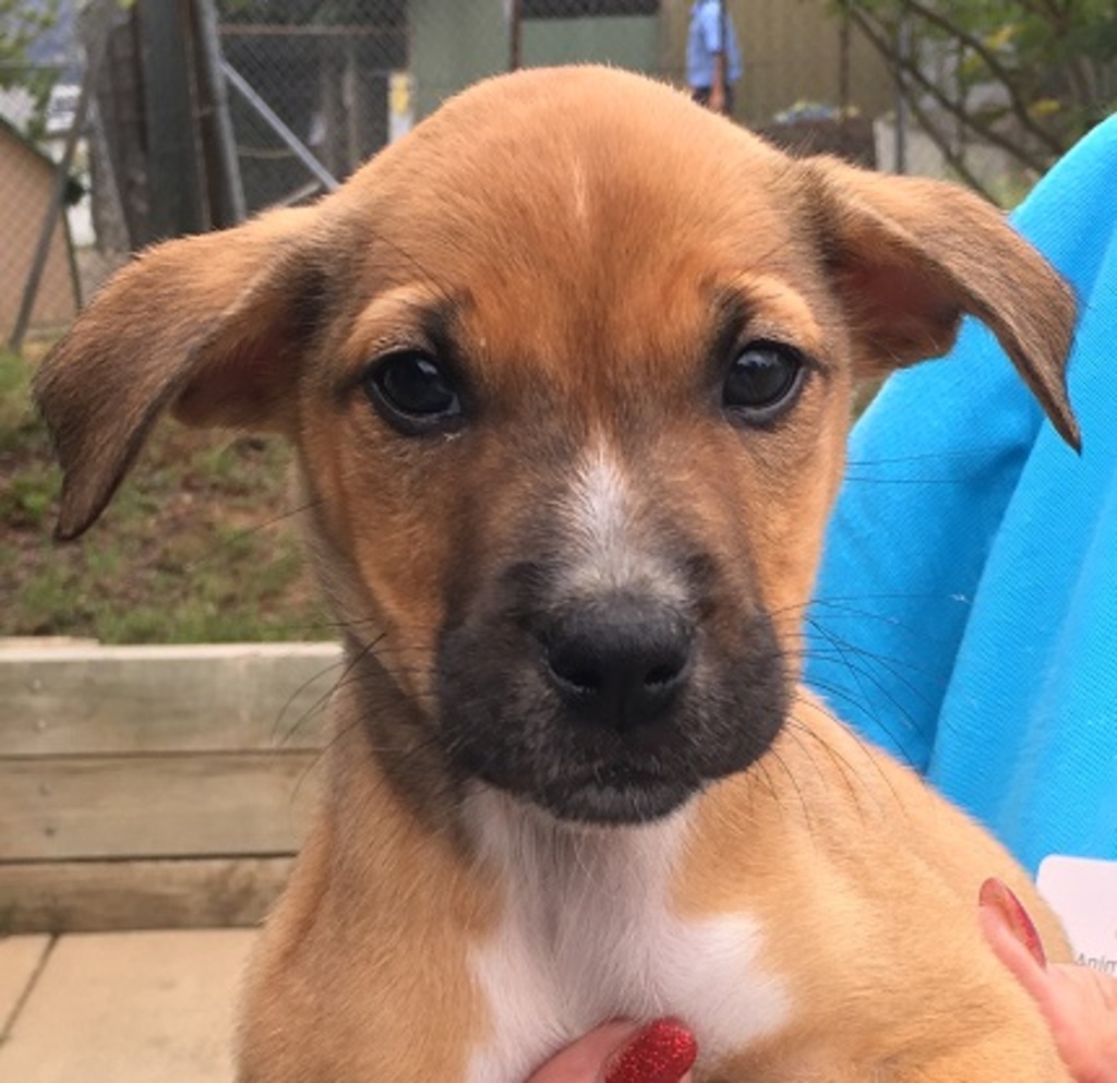 Nova - Small Female Kelpie x Australian Cattledog Mix Dog in ACT ...