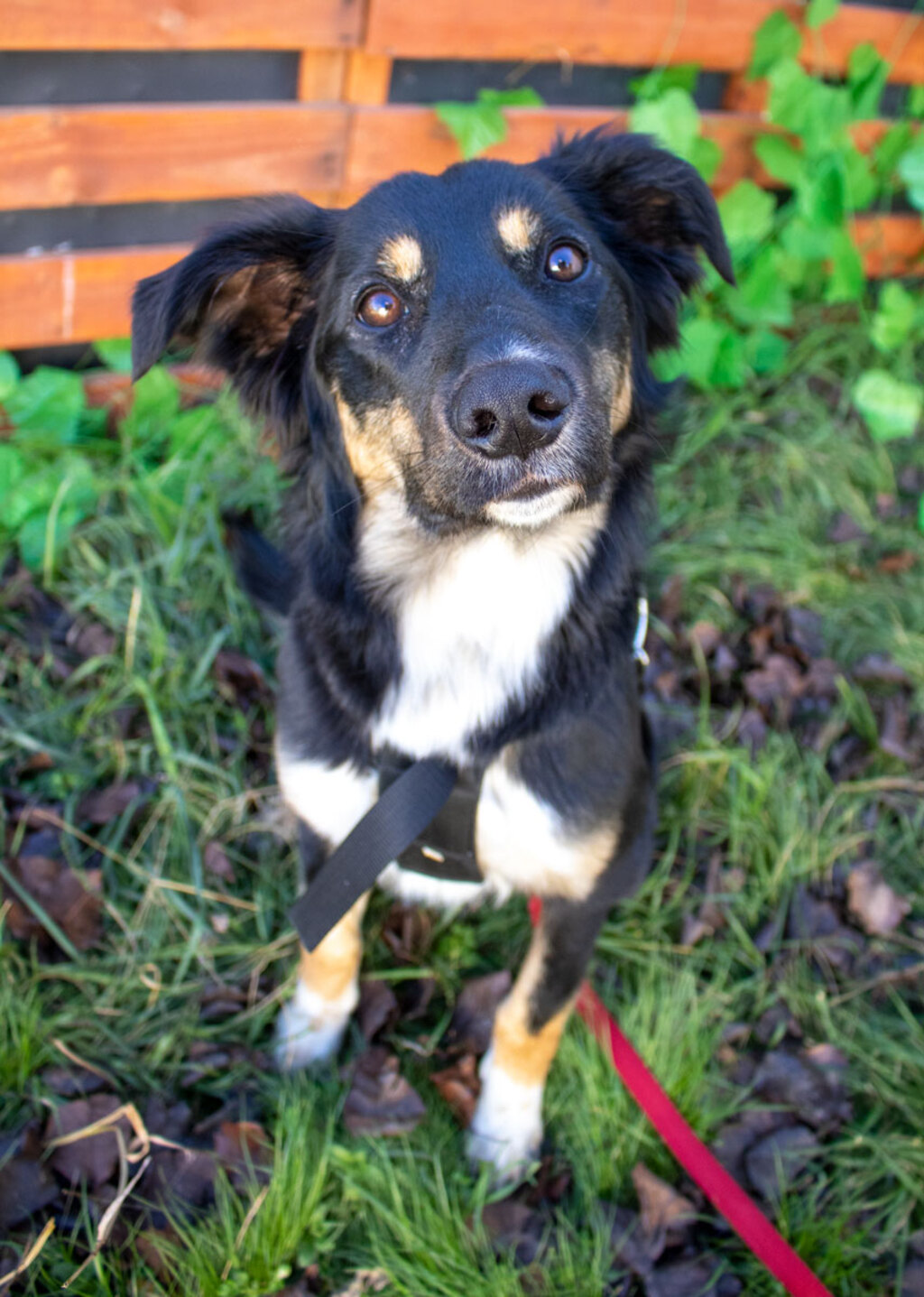 Cleo - Medium Female Kelpie x German Coolie Mix Dog in ACT - PetRescue