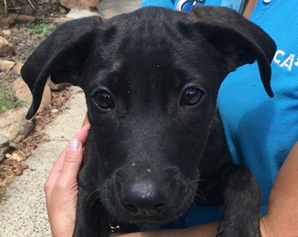 Shandi - Large Female Bull Arab x Labrador Mix Dog in ACT - PetRescue