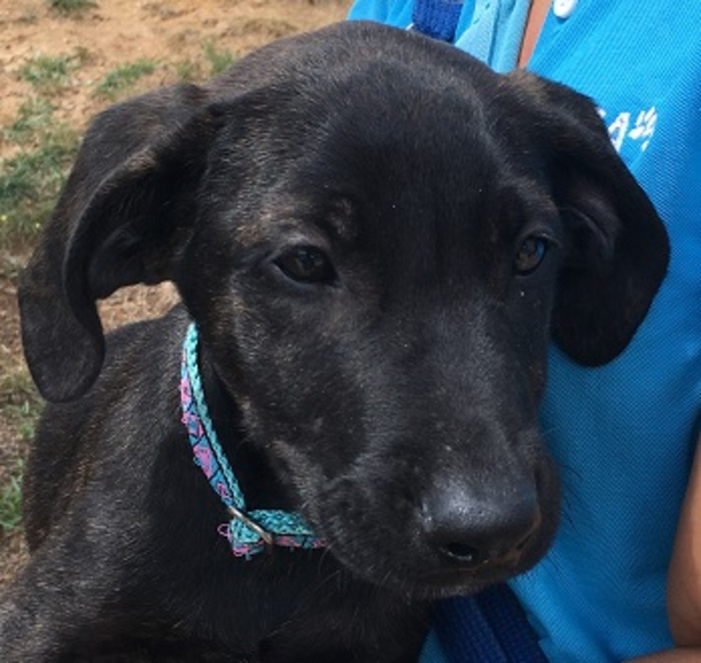 Monty - Large Male Bull Arab x Labrador Mix Dog in ACT - PetRescue