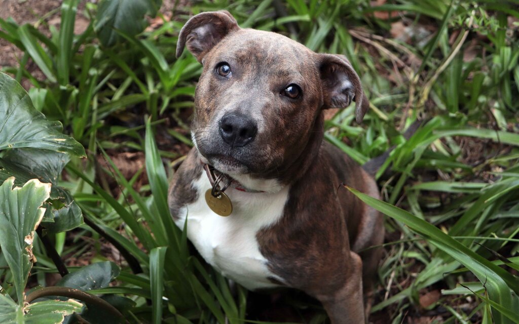 Howard - Medium Male American Staffy x English Staffy Mix Dog in VIC ...