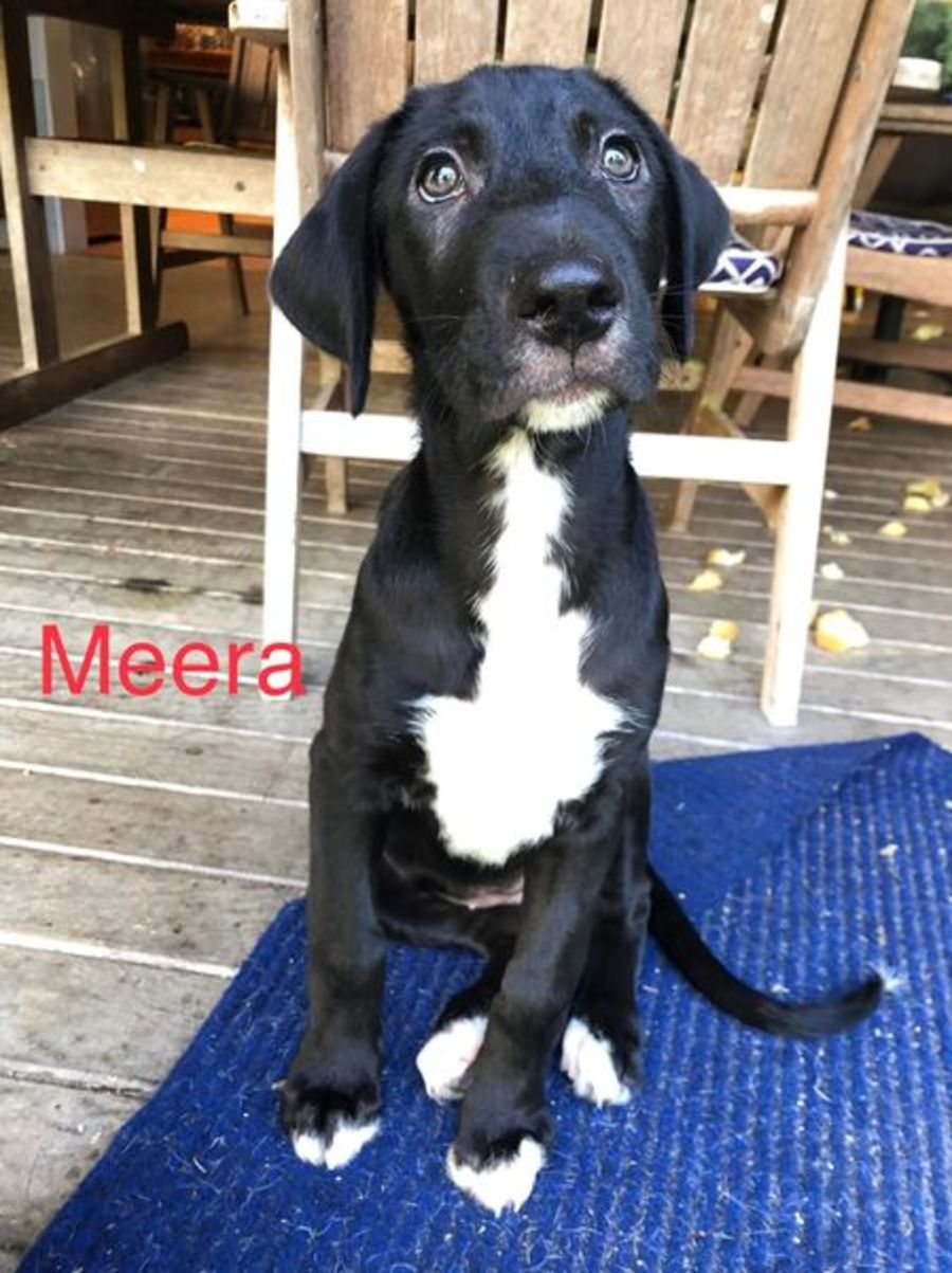 Meera - Large Female Wolfhound Mix Dog in QLD - PetRescue