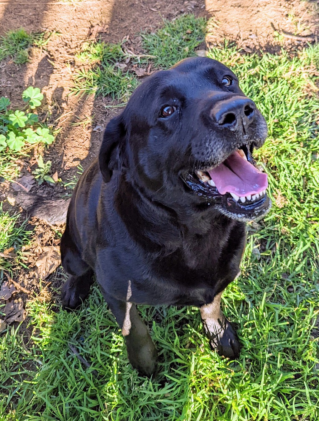 Jet - Large Male Labrador Retriever Mix Dog in QLD - PetRescue