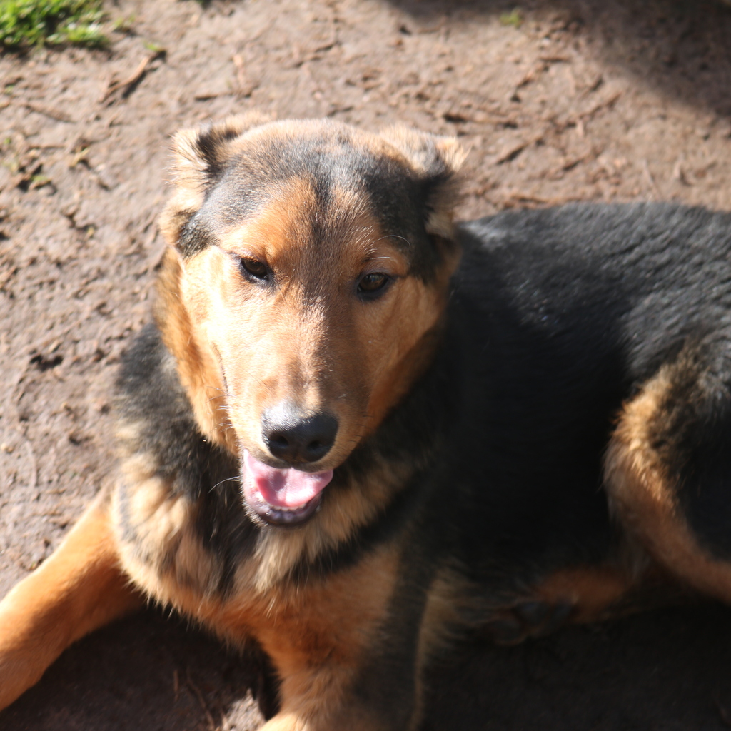 Sunshine (sunny) - Large Male Kelpie x Labrador Mix Dog in VIC - PetRescue