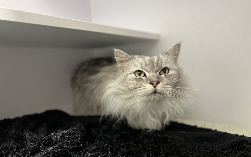 Molly - Female Chinchilla x Domestic Longhair Mix Cat in VIC - PetRescue