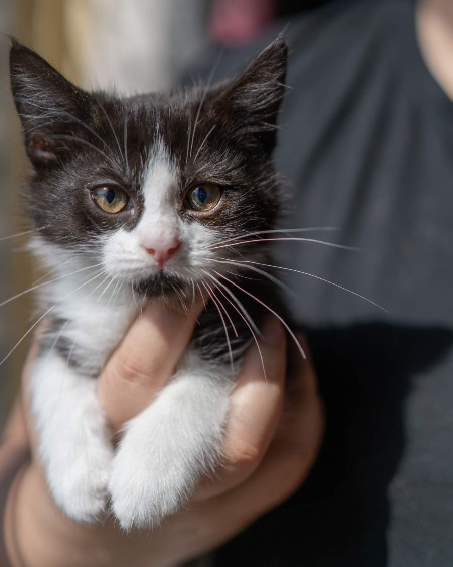 Cashew - Female Manx Mix Cat in QLD - PetRescue
