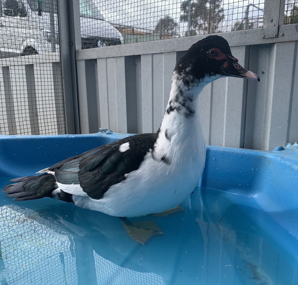 Dani - Female Muscovy Duck Fowl in ACT - PetRescue