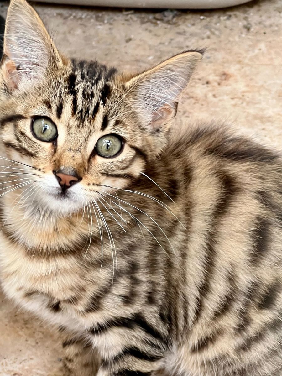 Ford - Male Domestic Short Hair Cat in VIC - PetRescue