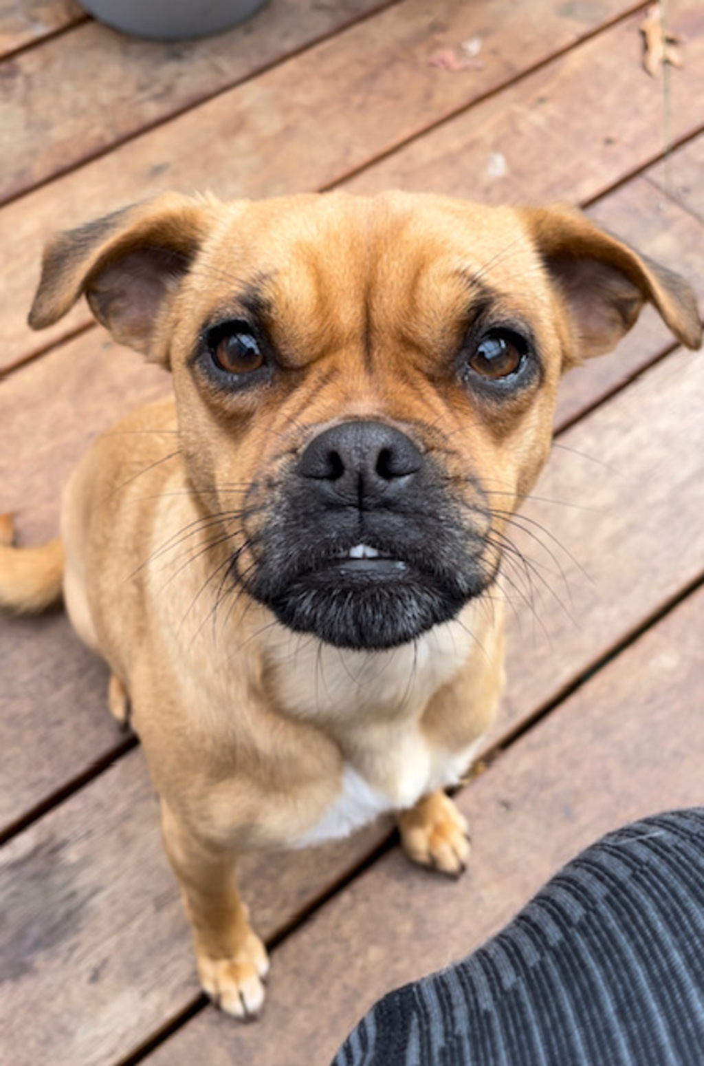 Lola - Small Female Jack Russell Terrier x Pug Mix Dog in VIC - PetRescue