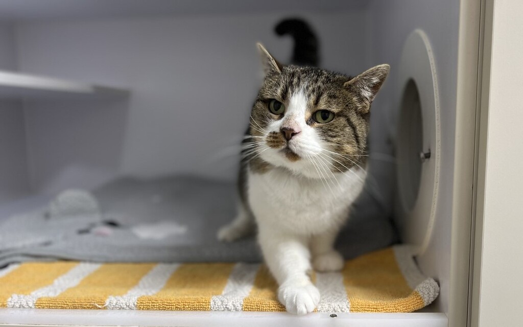 Gypsy Rose - Female Domestic Short Hair Mix Cat in VIC - PetRescue