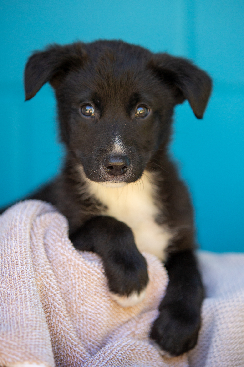 Leo - Medium Male Border Collie x Kelpie Mix Dog in QLD - PetRescue