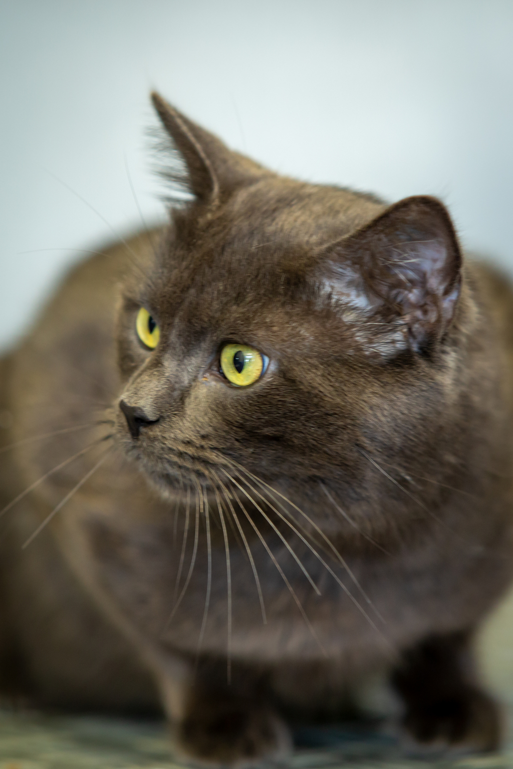 Zephyr - Male Domestic Short Hair Mix Cat in QLD - PetRescue