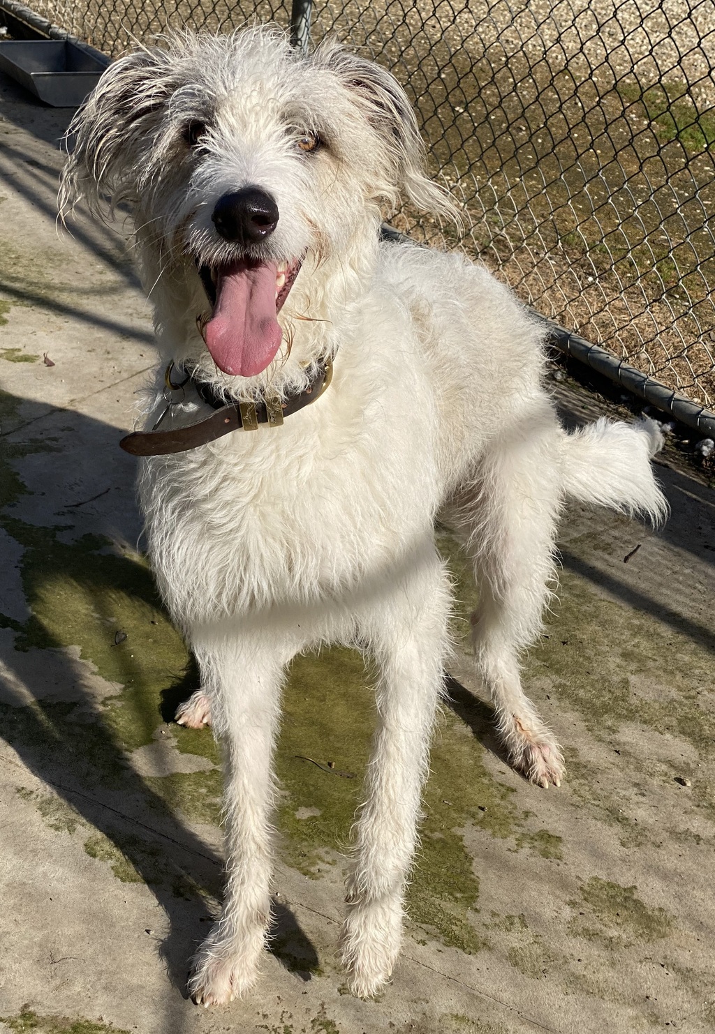 Bear - Large Male Irish Wolfhound x Staghound Mix Dog in VIC - PetRescue