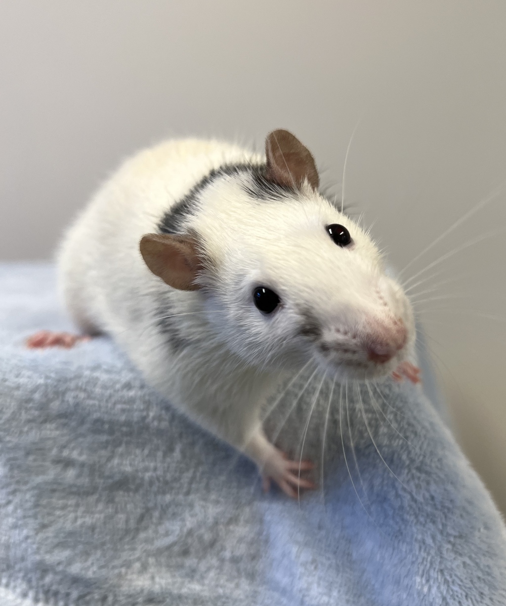 Orion - Male Rat Mix Rodent in QLD - PetRescue