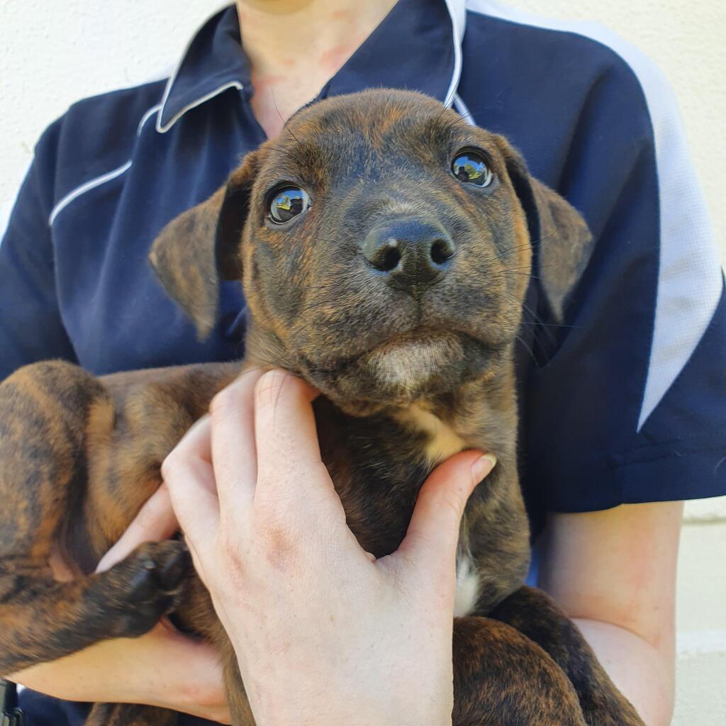 Gabriel - Medium Male Medium Crossbreed Mix Dog in WA - PetRescue