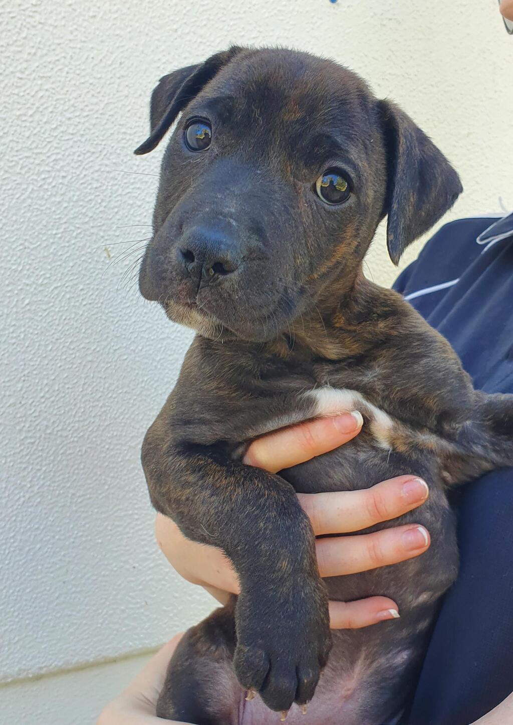 Gina - Medium Female Medium Crossbreed Mix Dog in WA - PetRescue