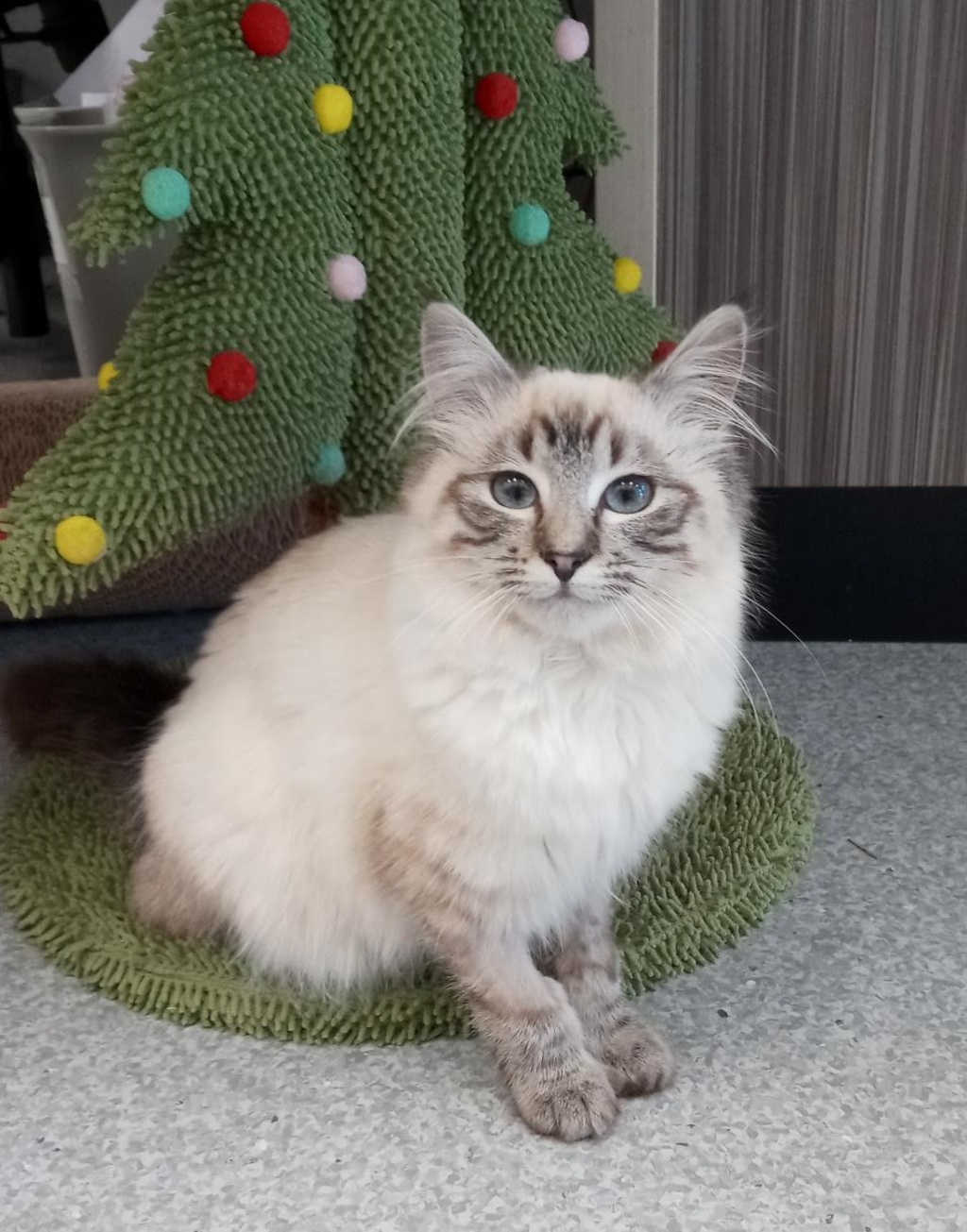 Libra - Female Ragdoll Mix Cat in QLD - PetRescue