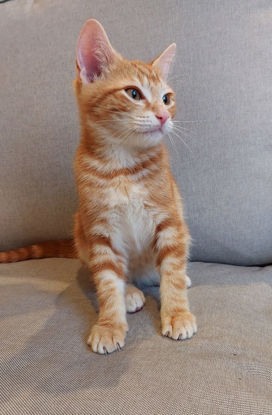 Louis - Male Domestic Short Hair Cat in VIC - PetRescue