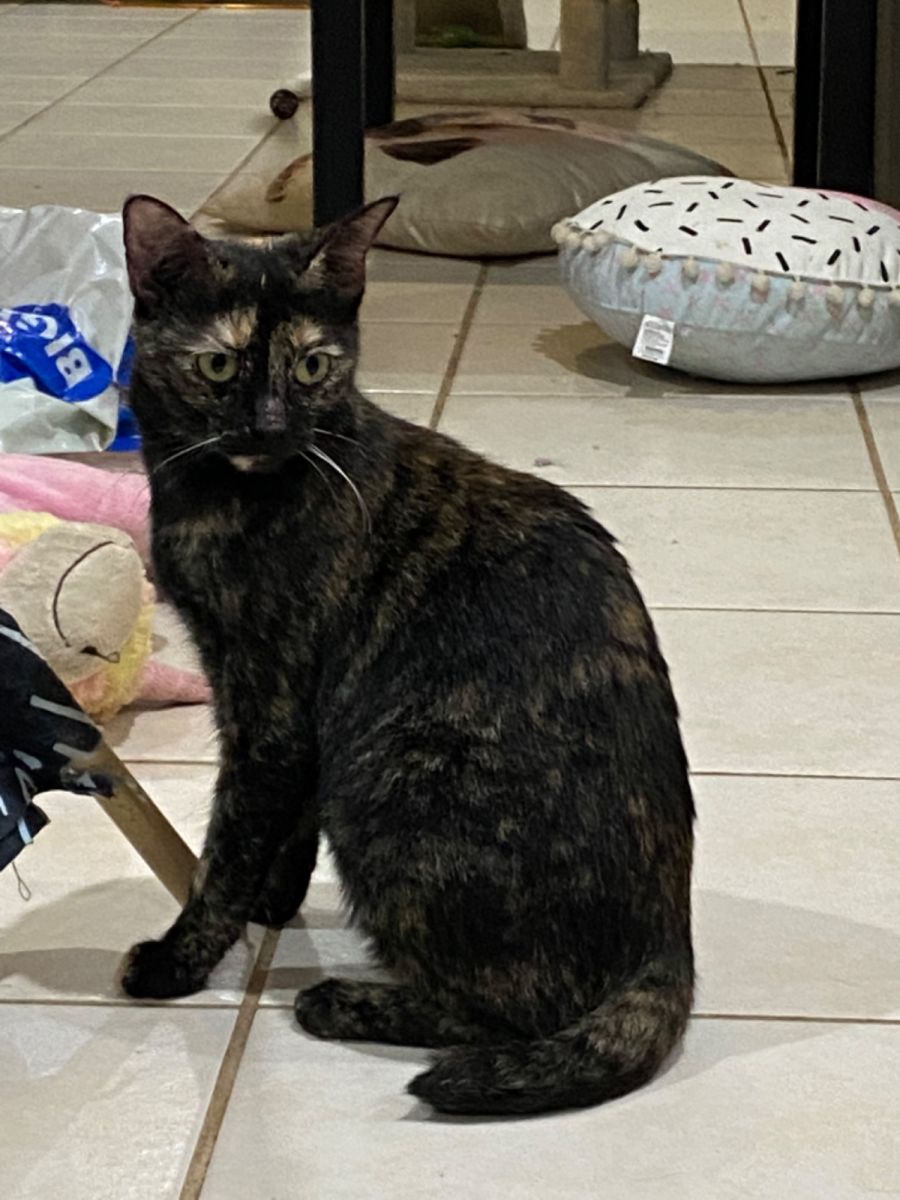 Four Paws Adoption & Education Inc. - PetRescue