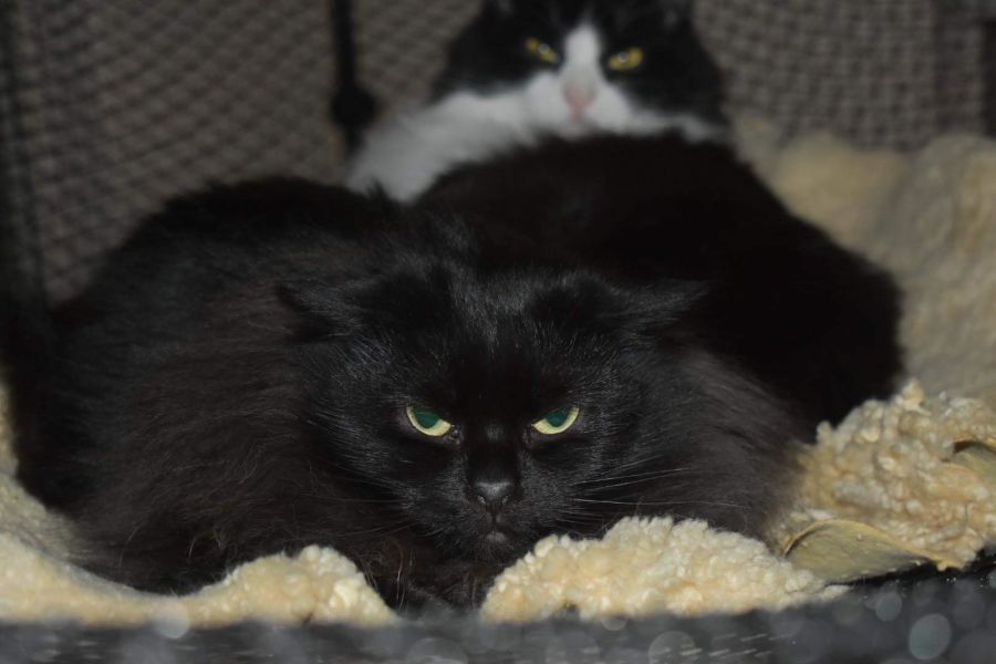 Effy - Female Domestic Long Hair Cat in WA - PetRescue