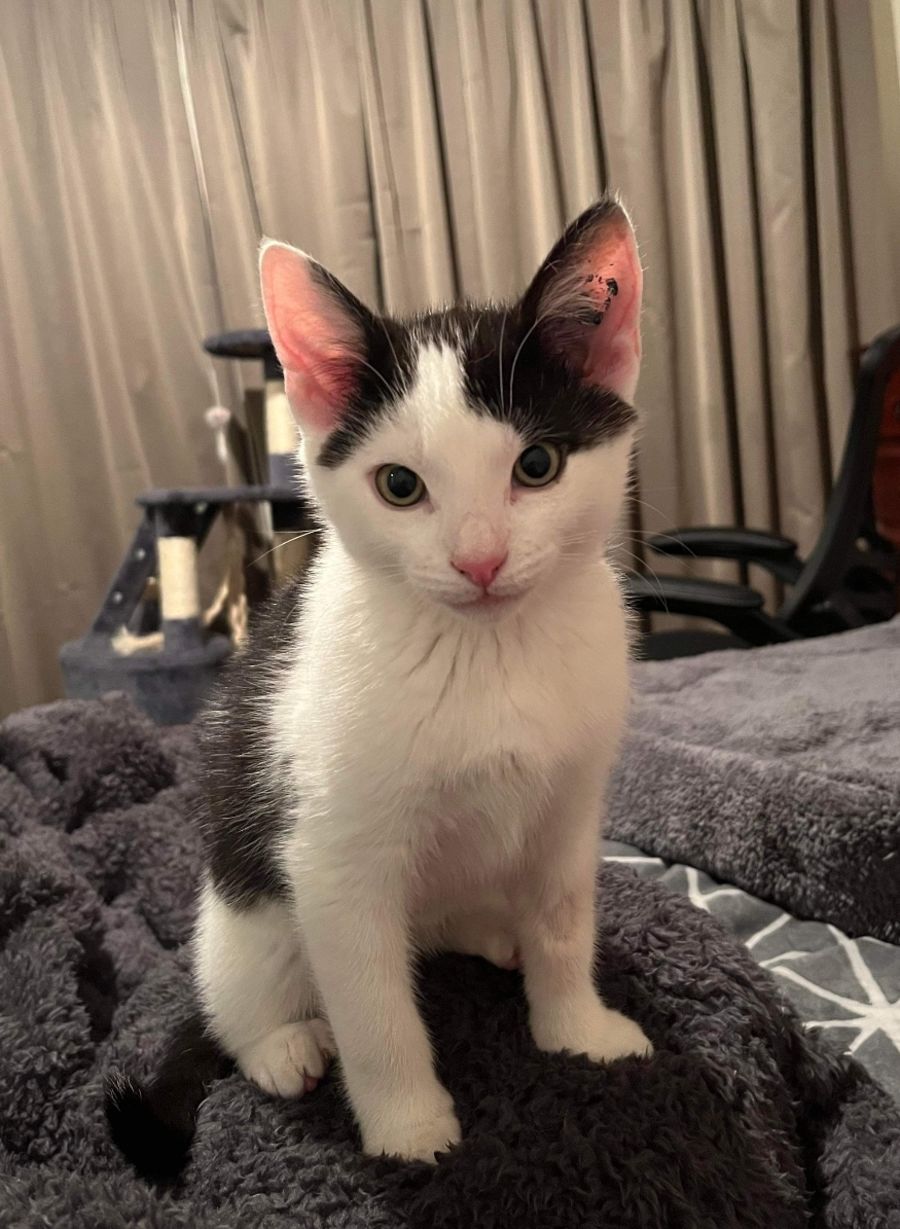 Bailey - Male Domestic Short Hair Cat in VIC - PetRescue