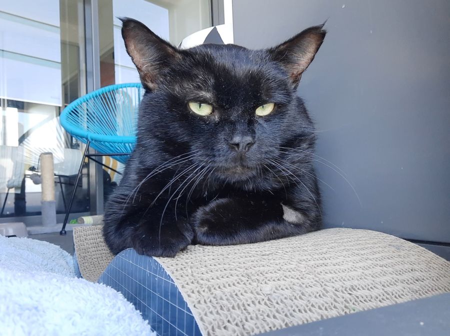 Hugo - Male Domestic Short Hair Cat in VIC - PetRescue