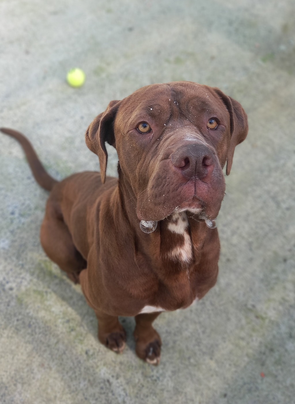 Miya - Large Female Mastiff Mix Dog in VIC - PetRescue