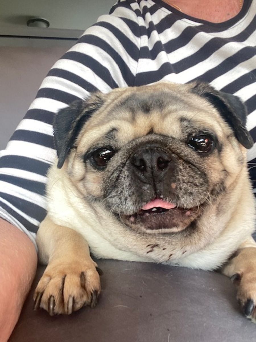 Loki - Small Male Pug Dog in NSW - PetRescue