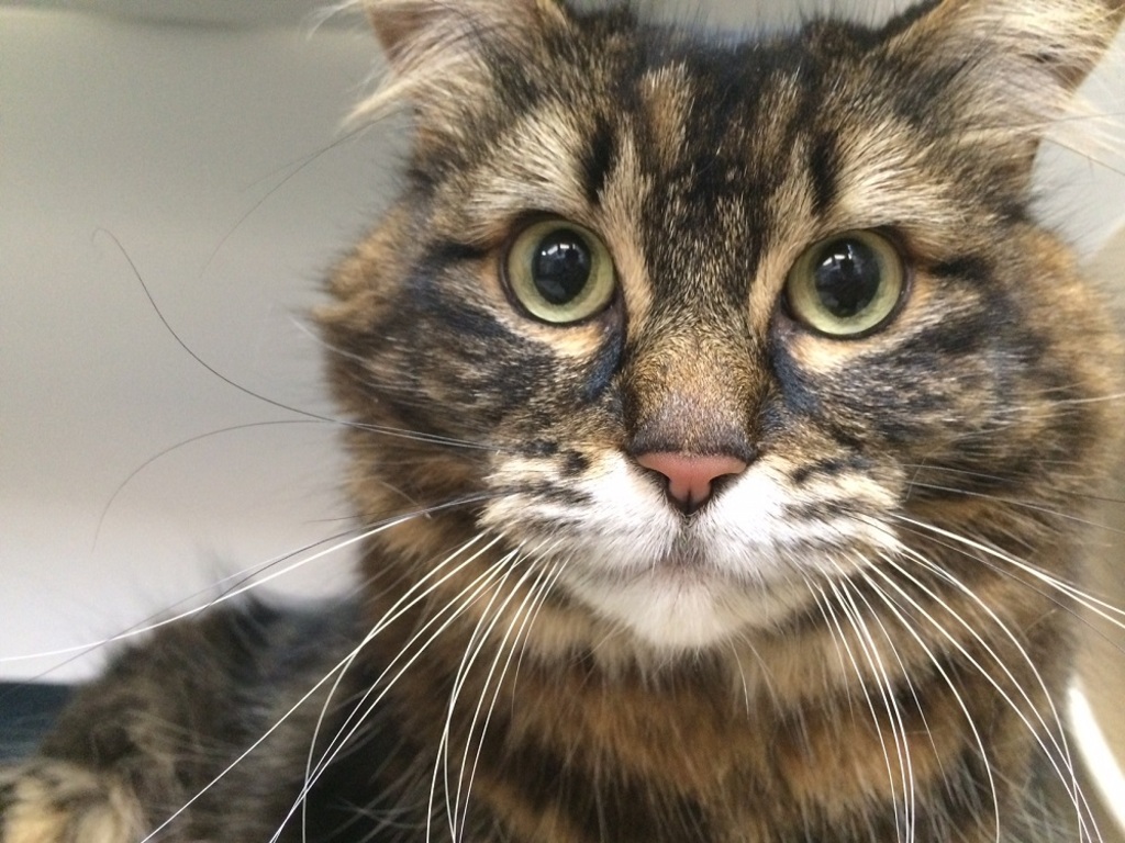 Mischa - Female Domestic Medium Hair Mix Cat in WA - PetRescue