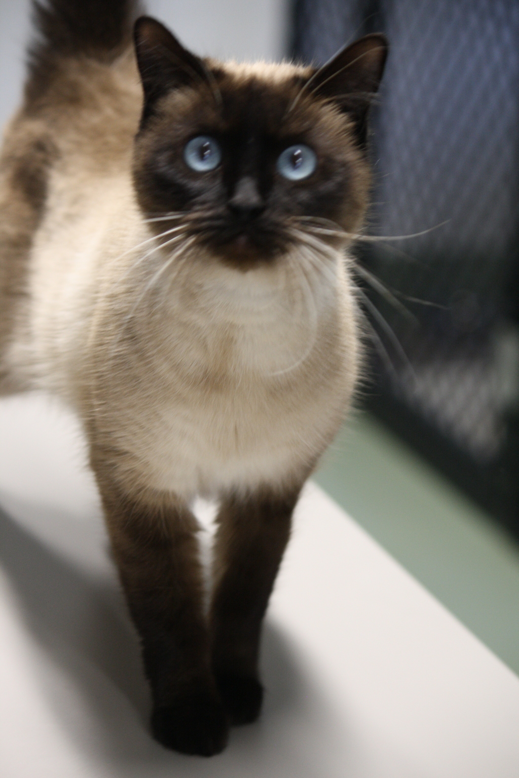 Juno - Female Burmese Mix Cat in QLD - PetRescue