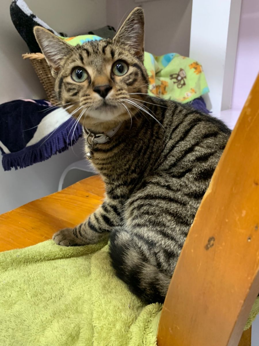 Max - Male Bengal x Domestic Short Hair Mix Cat in VIC - PetRescue