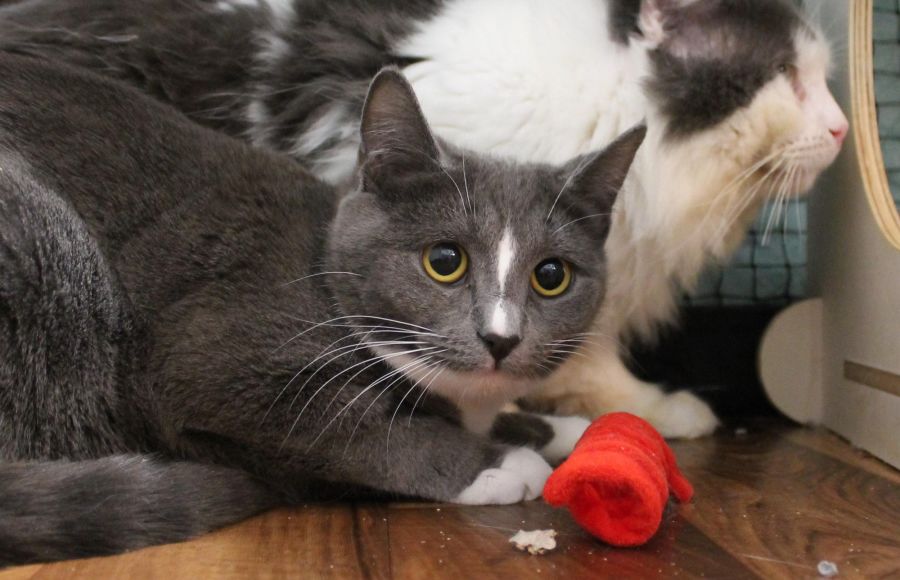 The Mad Catters Inc. - PetRescue