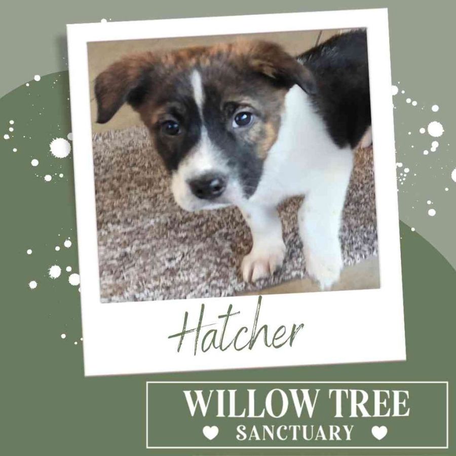 Hatcher - Medium Male Terrier Mix Dog in QLD - PetRescue