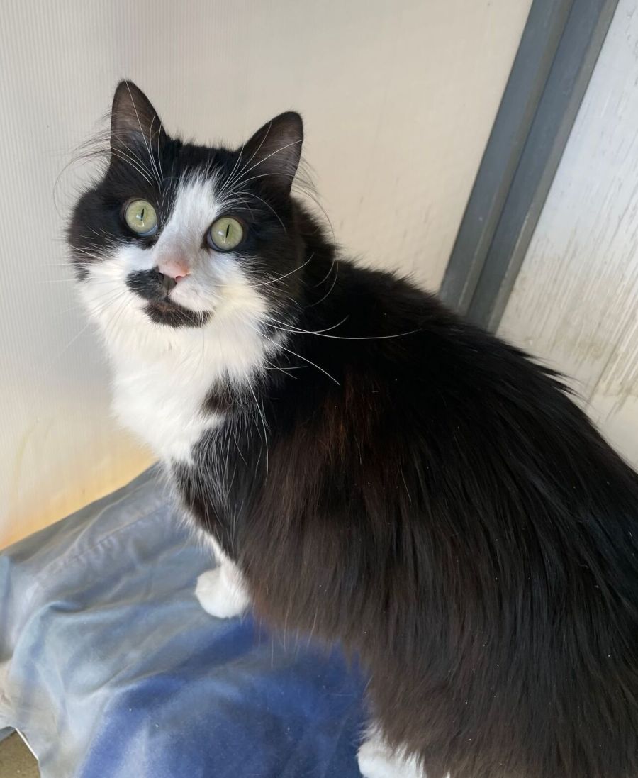 Fluffy - Female Domestic Medium Hair Cat in NSW - PetRescue