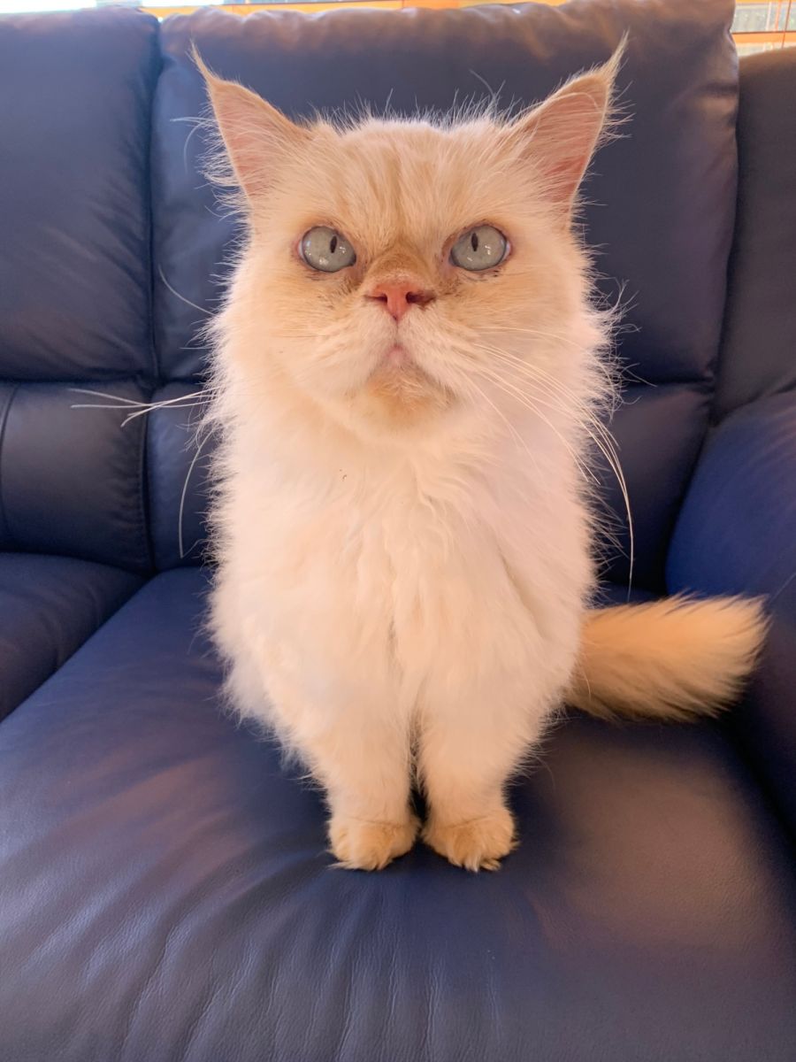 Jeanette - Female Persian Mix Cat in NSW - PetRescue