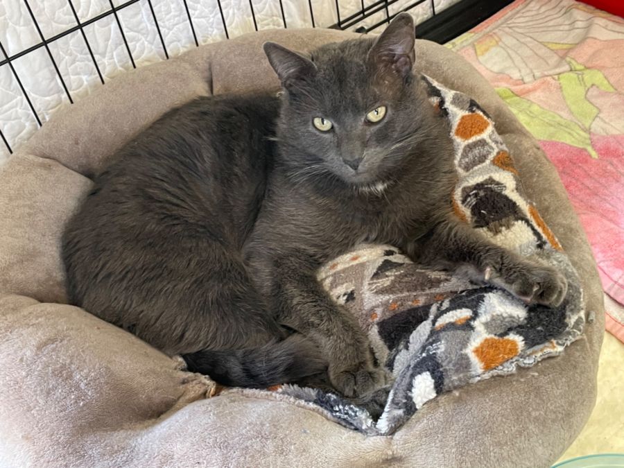 Sherwin - Male Domestic Short Hair Cat in VIC - PetRescue