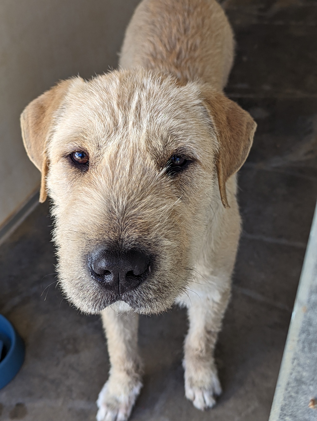 Lionel - Medium Male Shar Pei x Medium Terrier Cross Mix Dog in QLD ...