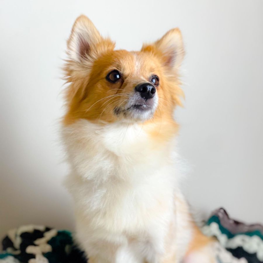 Mr Milo - Small Male Pomeranian x Spitz Mix Dog in NSW - PetRescue