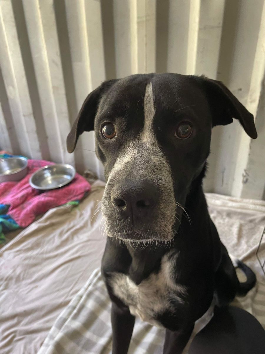 Karli - Large Female Boxer Mix Dog in QLD - PetRescue