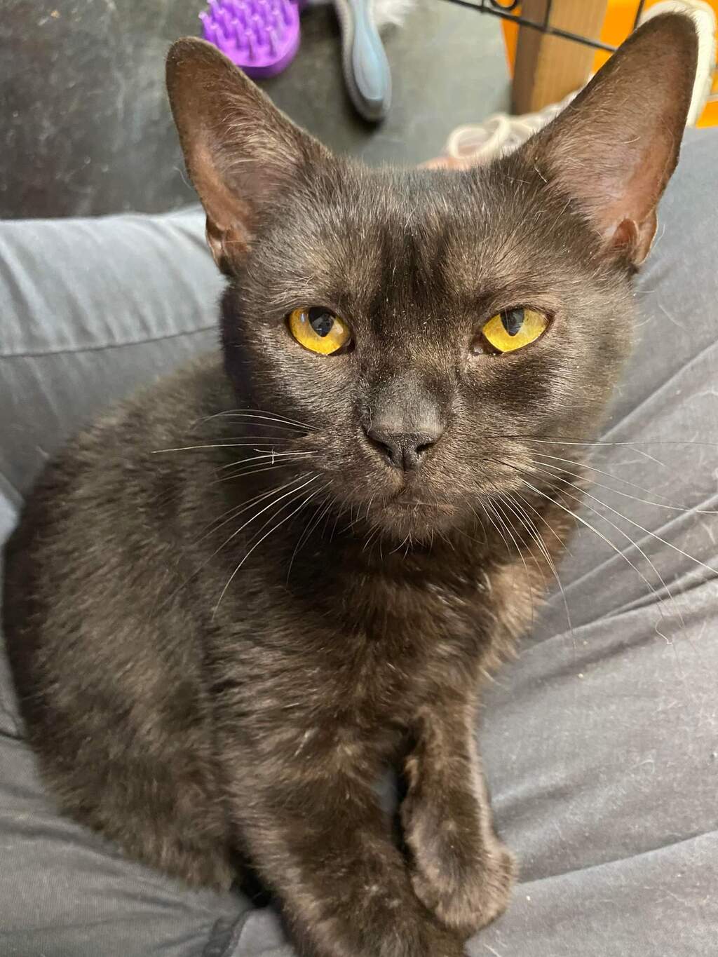 Fir - Female Burmese x Manx Mix Cat in QLD - PetRescue