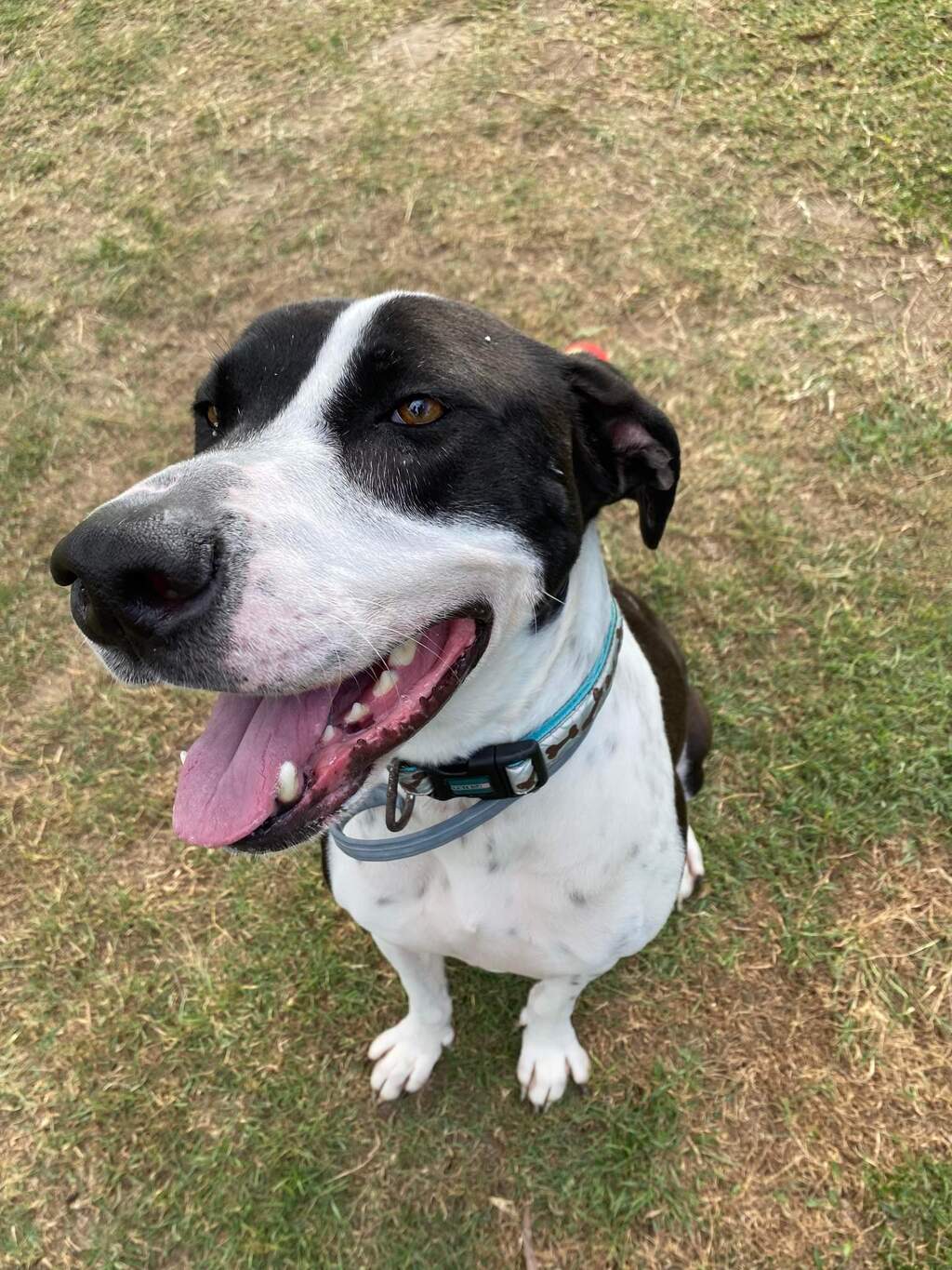 Dasha - Large Female Bull Arab Mix Dog in QLD - PetRescue