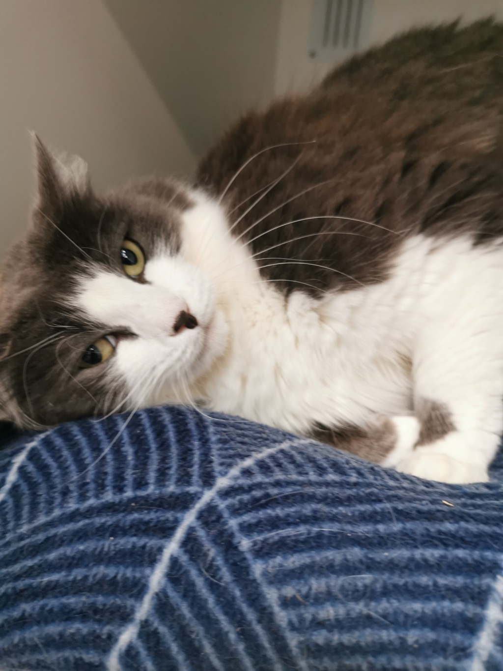 Mya - Female Domestic Medium Hair Mix Cat in QLD - PetRescue