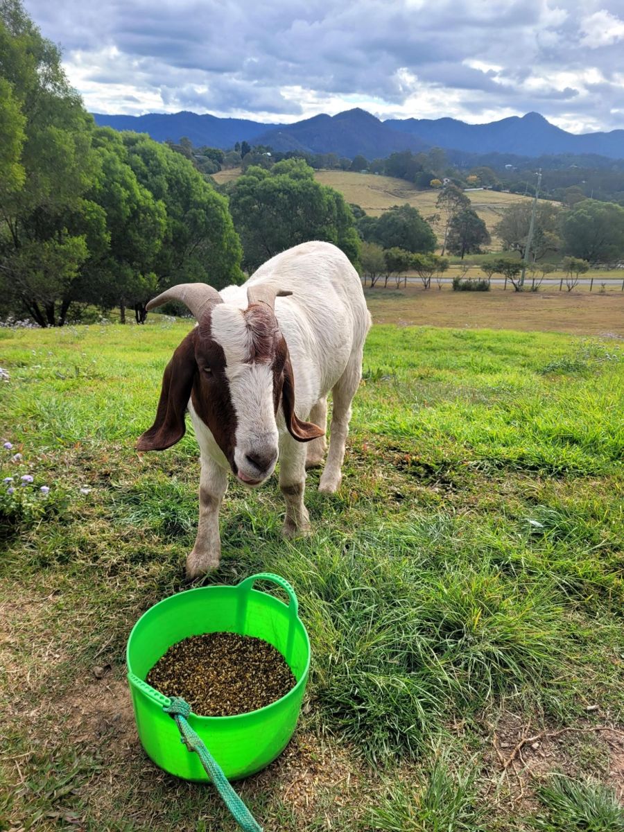 Banjo - Male Goat in QLD - PetRescue