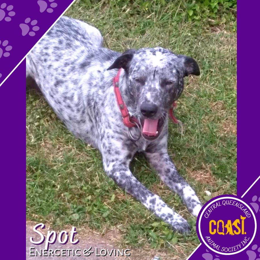 Spot - Large Female Australian Cattle Dog Mix Dog in QLD - PetRescue