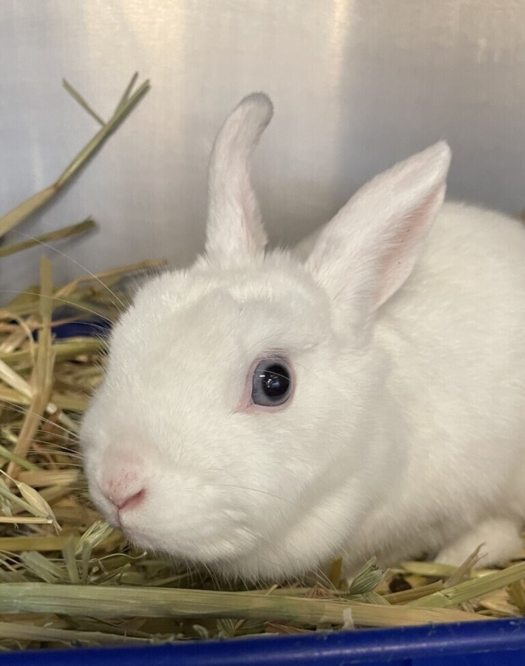 Maggie - Female White Vienna Rabbit in VIC - PetRescue